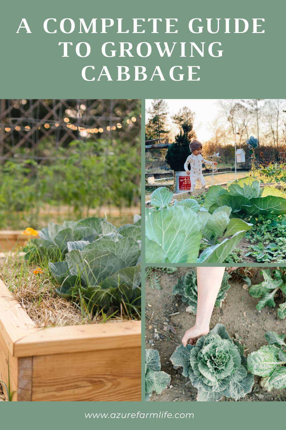 Vegetable Plant Spacing Chart