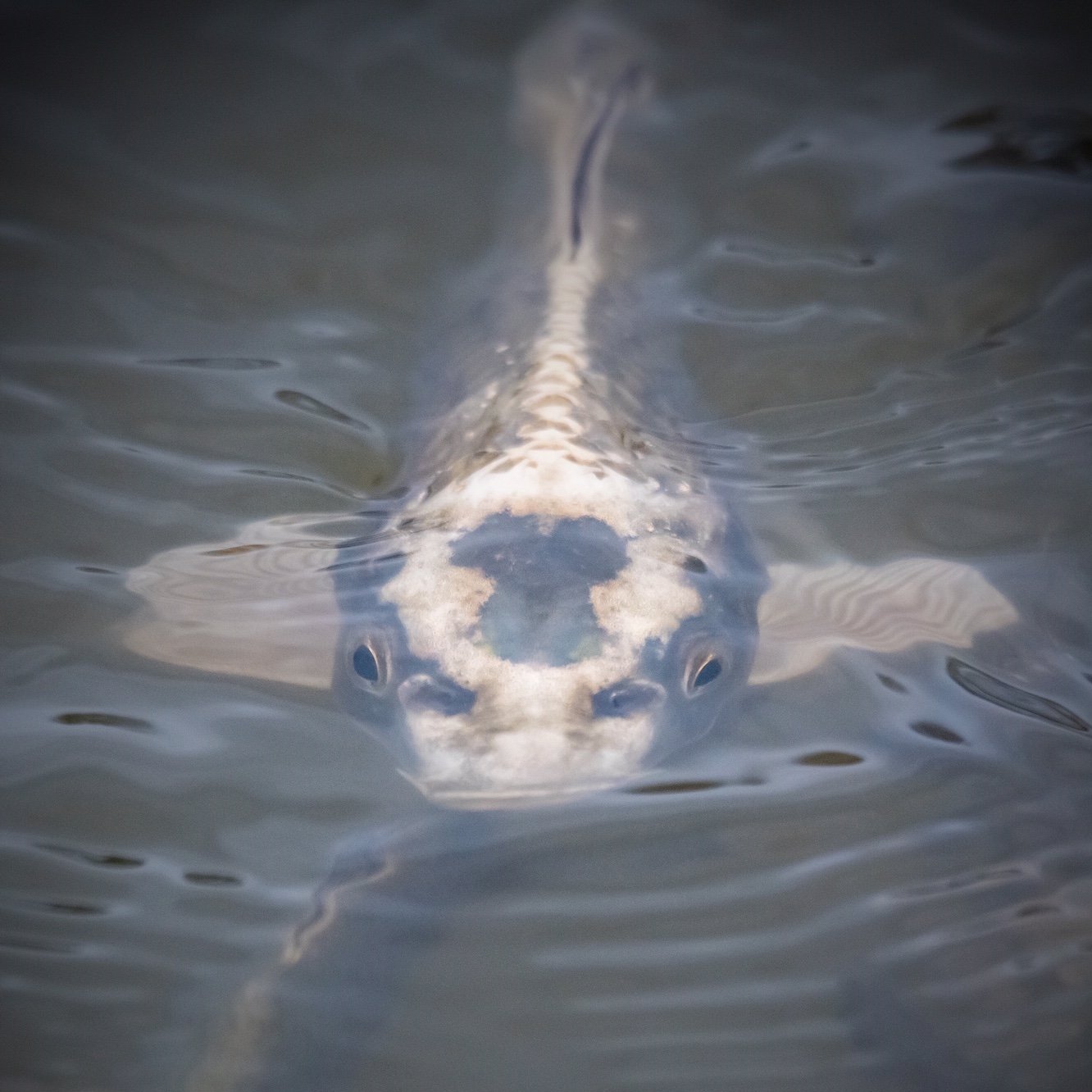 Ghost Koi — Hampshire Carp Hatcheries