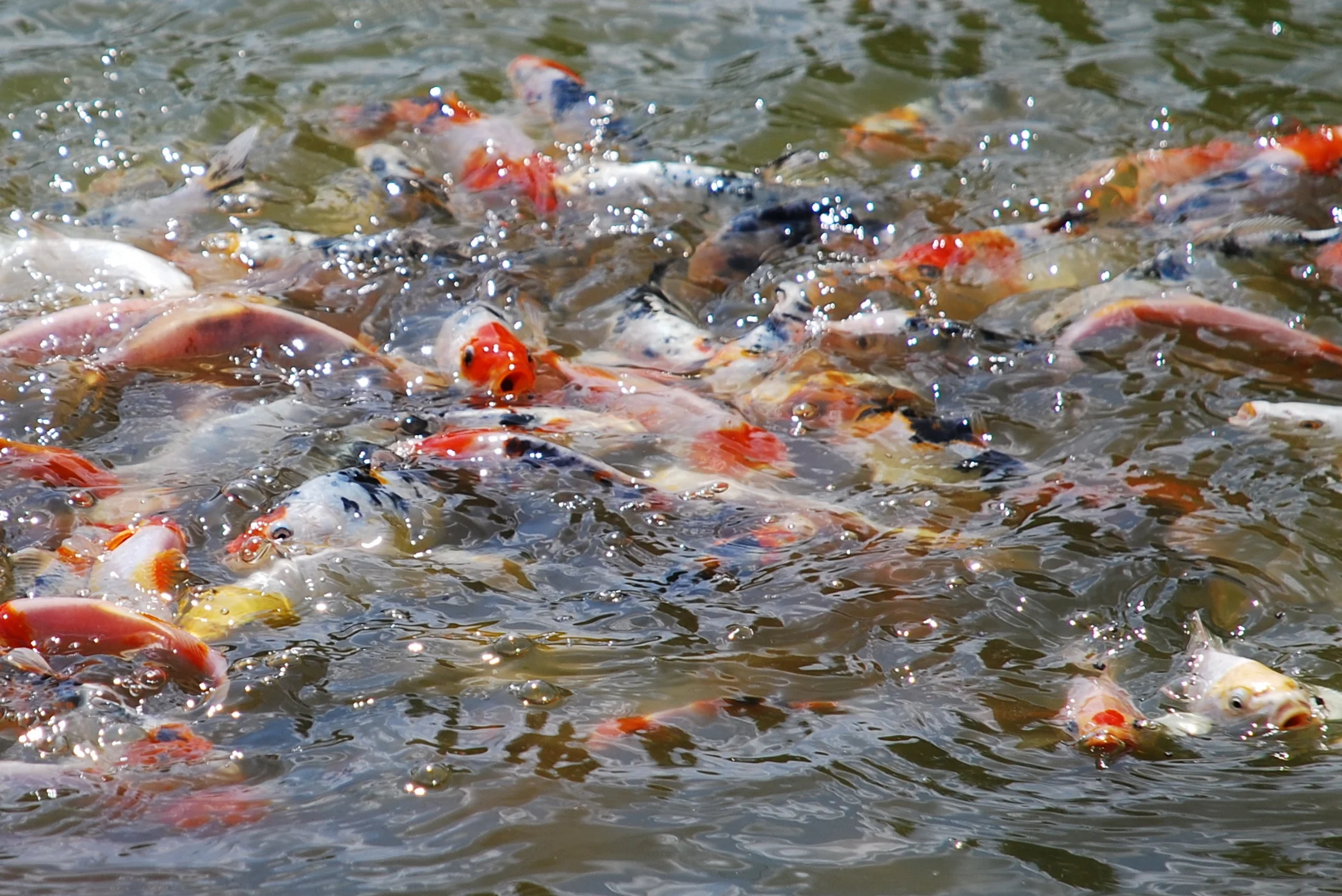 Koi — Hampshire Carp Hatcheries