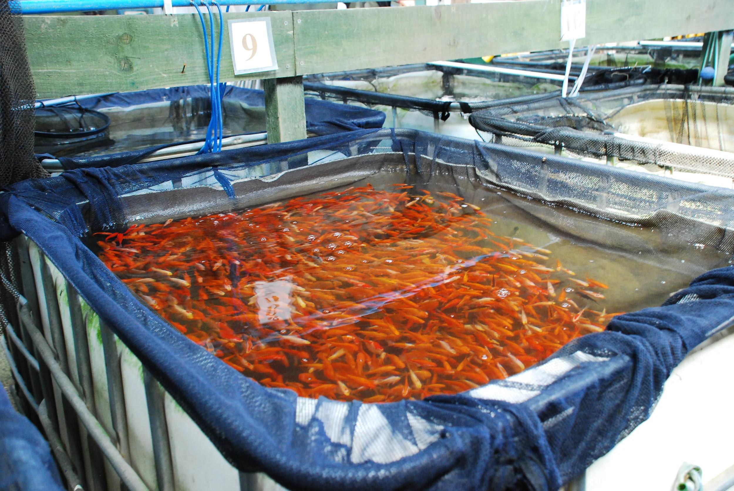 Fish Carp Hatchery at Will Cornish blog