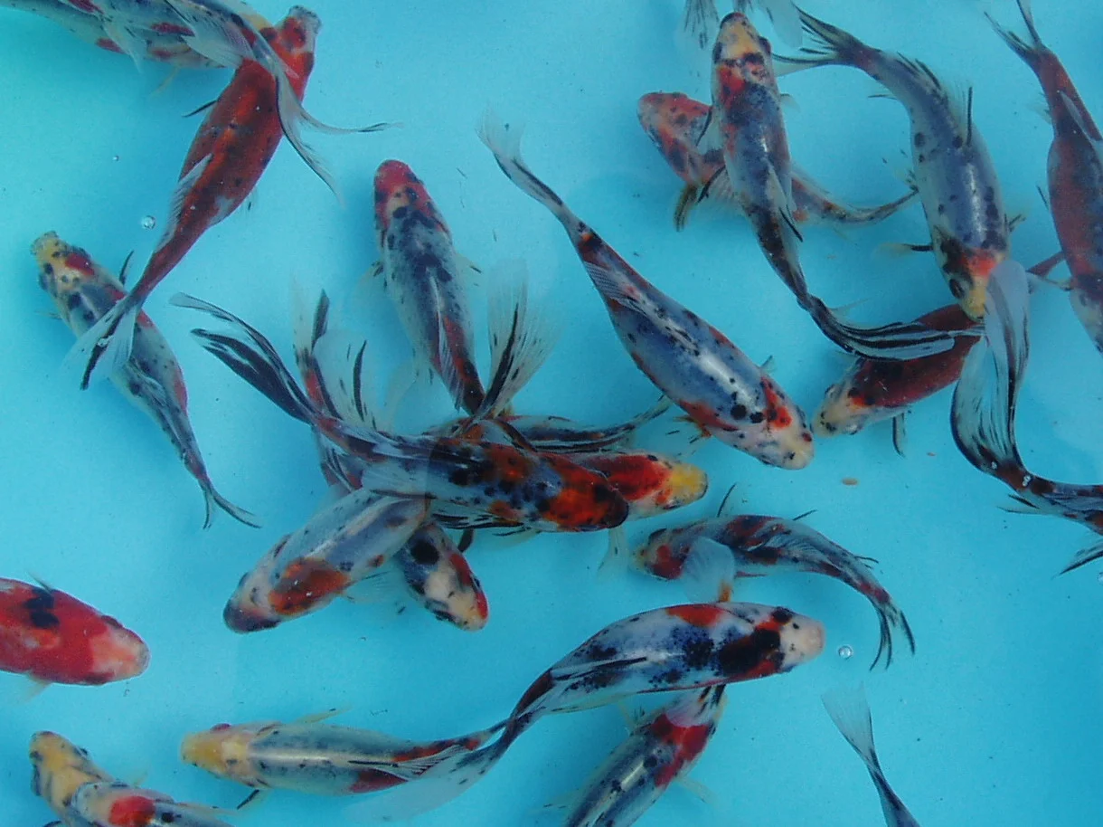 Shubunkins — Hampshire Carp Hatcheries