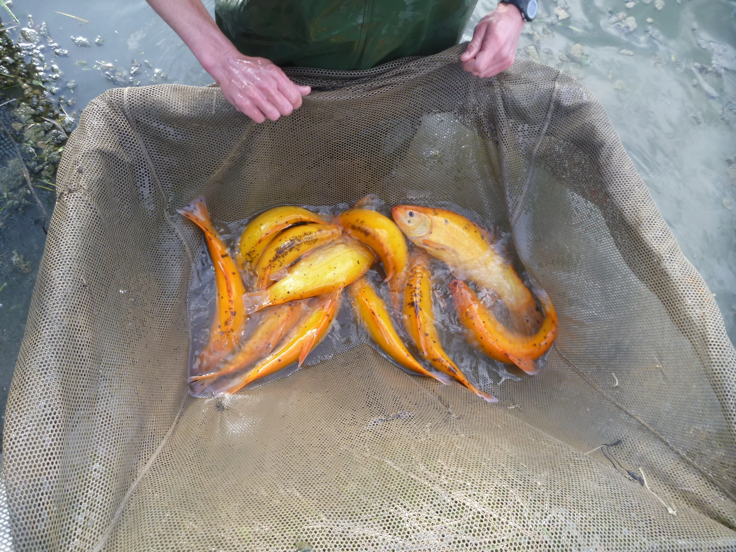 Fish Carp Hatchery at Will Cornish blog