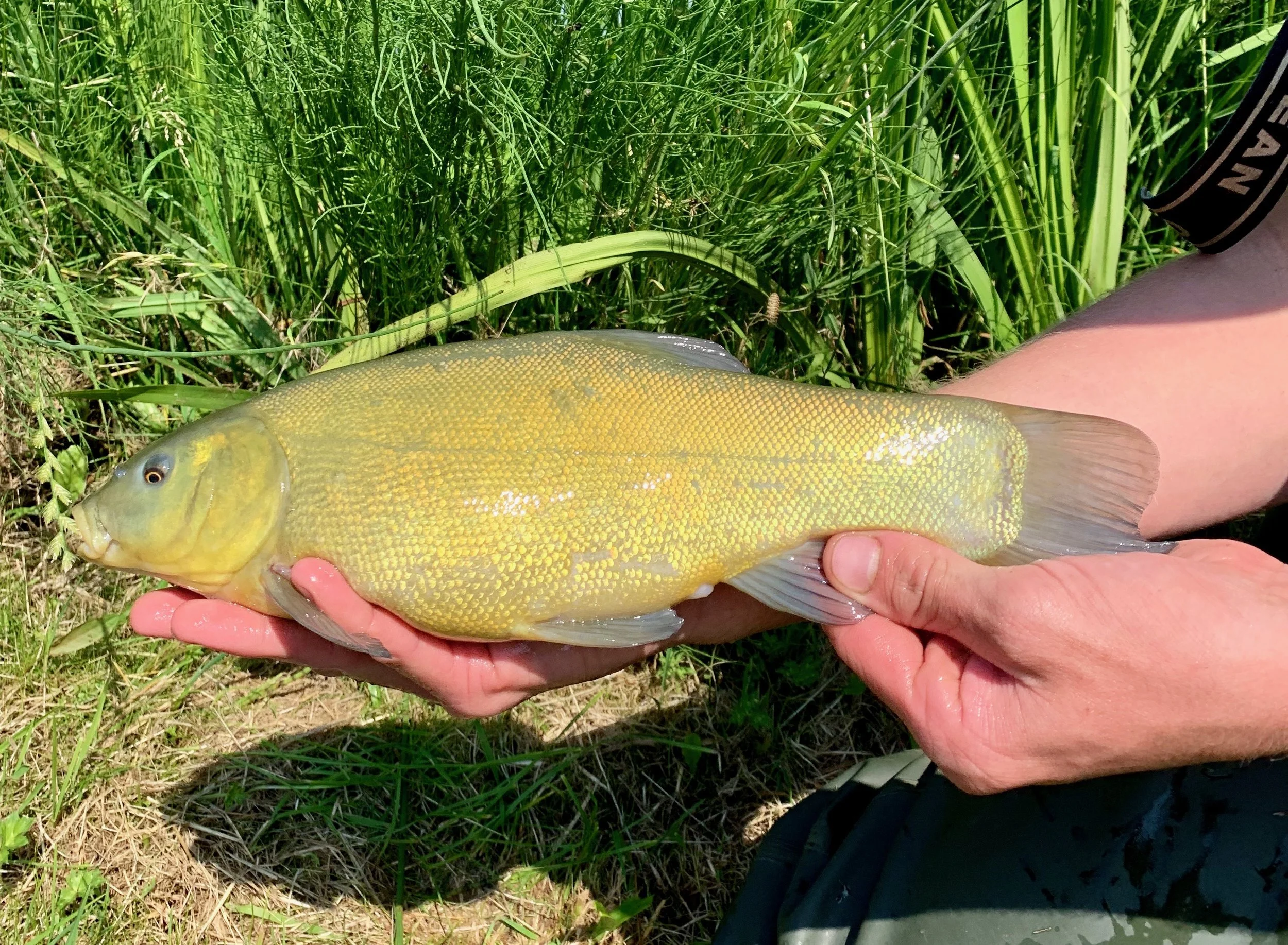 Tench — Hampshire Carp Hatcheries