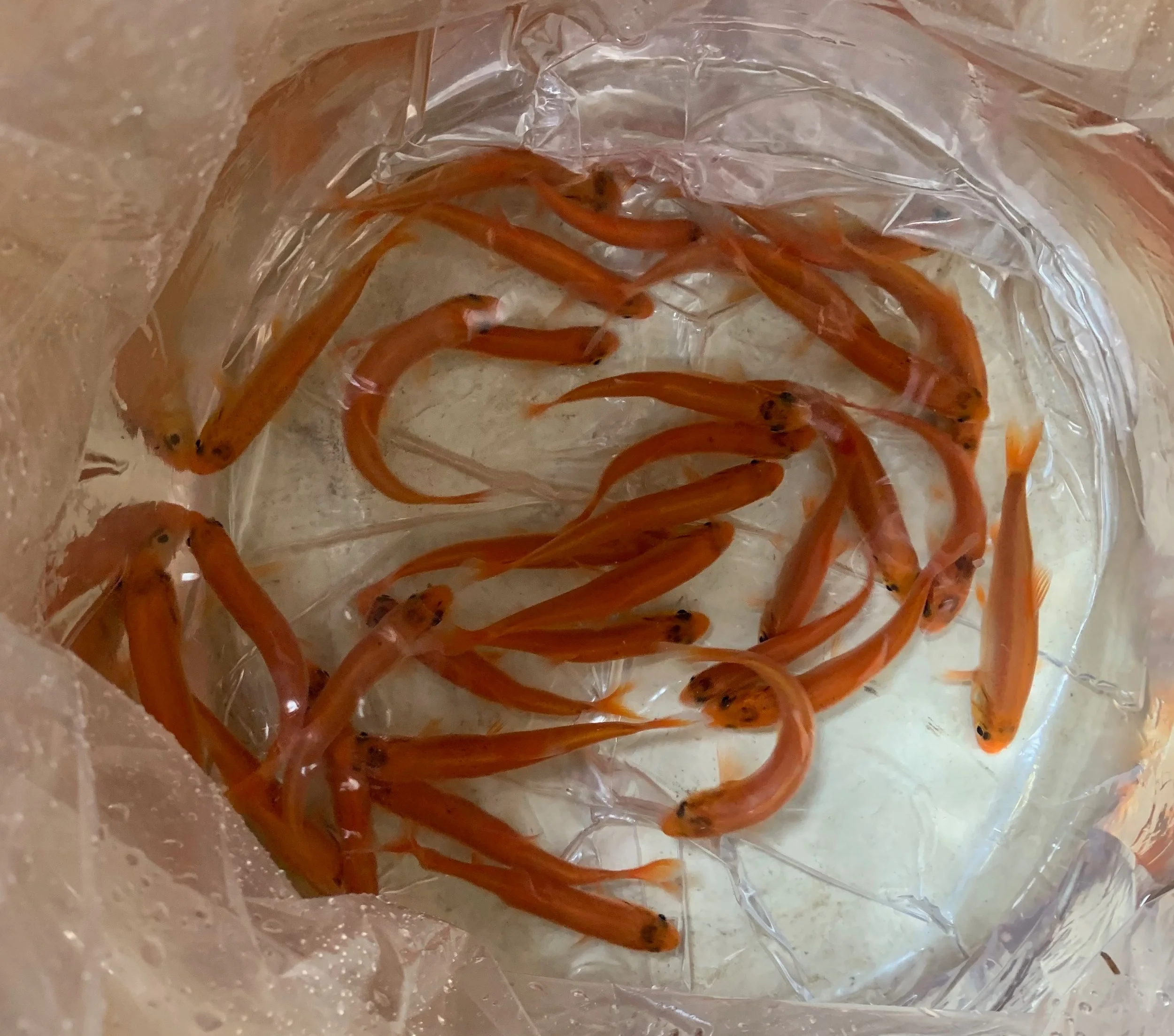 Gold, Blue and Silver Orfe — Hampshire Carp Hatcheries