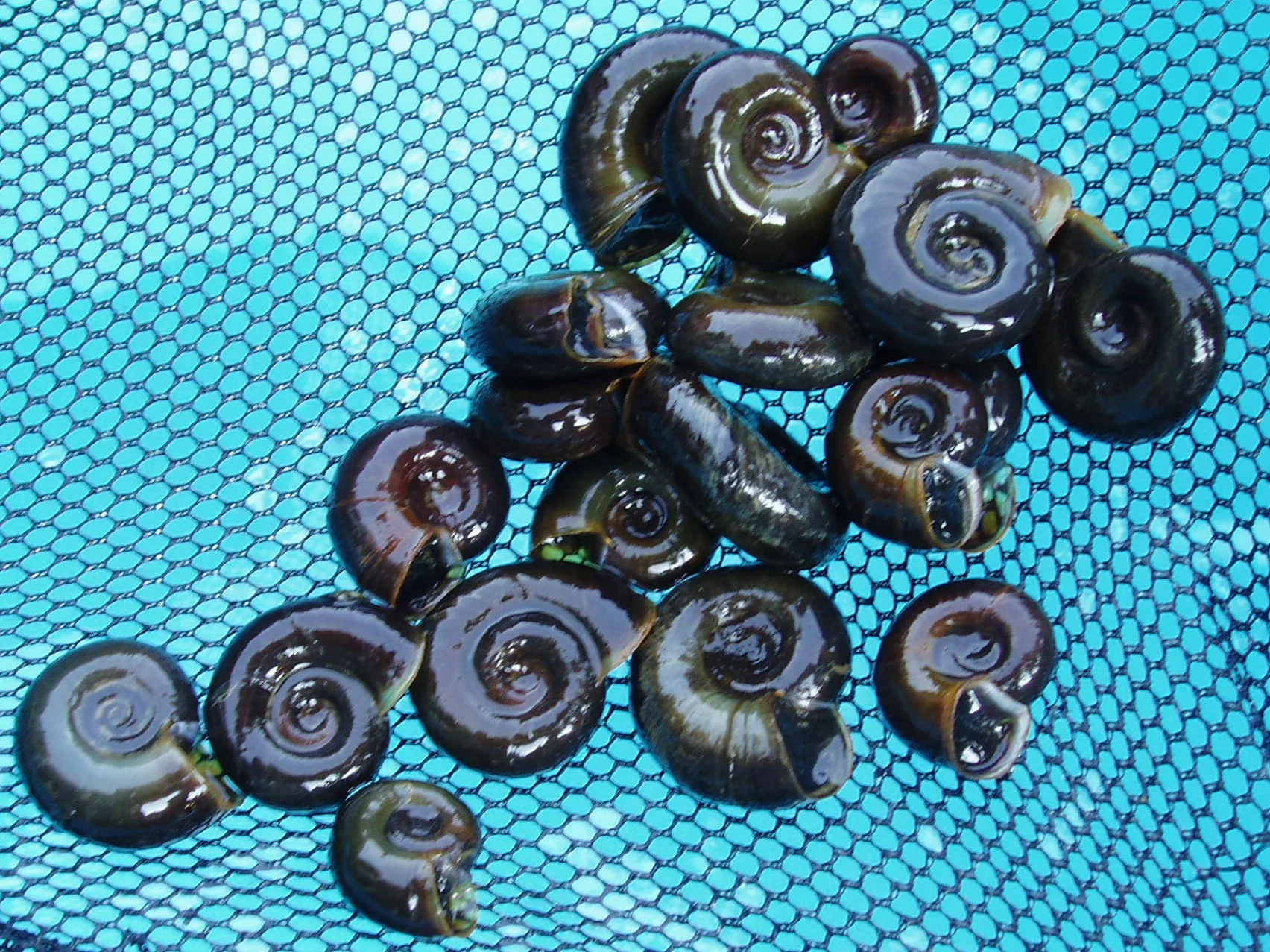 Ramshorn Snails — Hampshire Carp Hatcheries