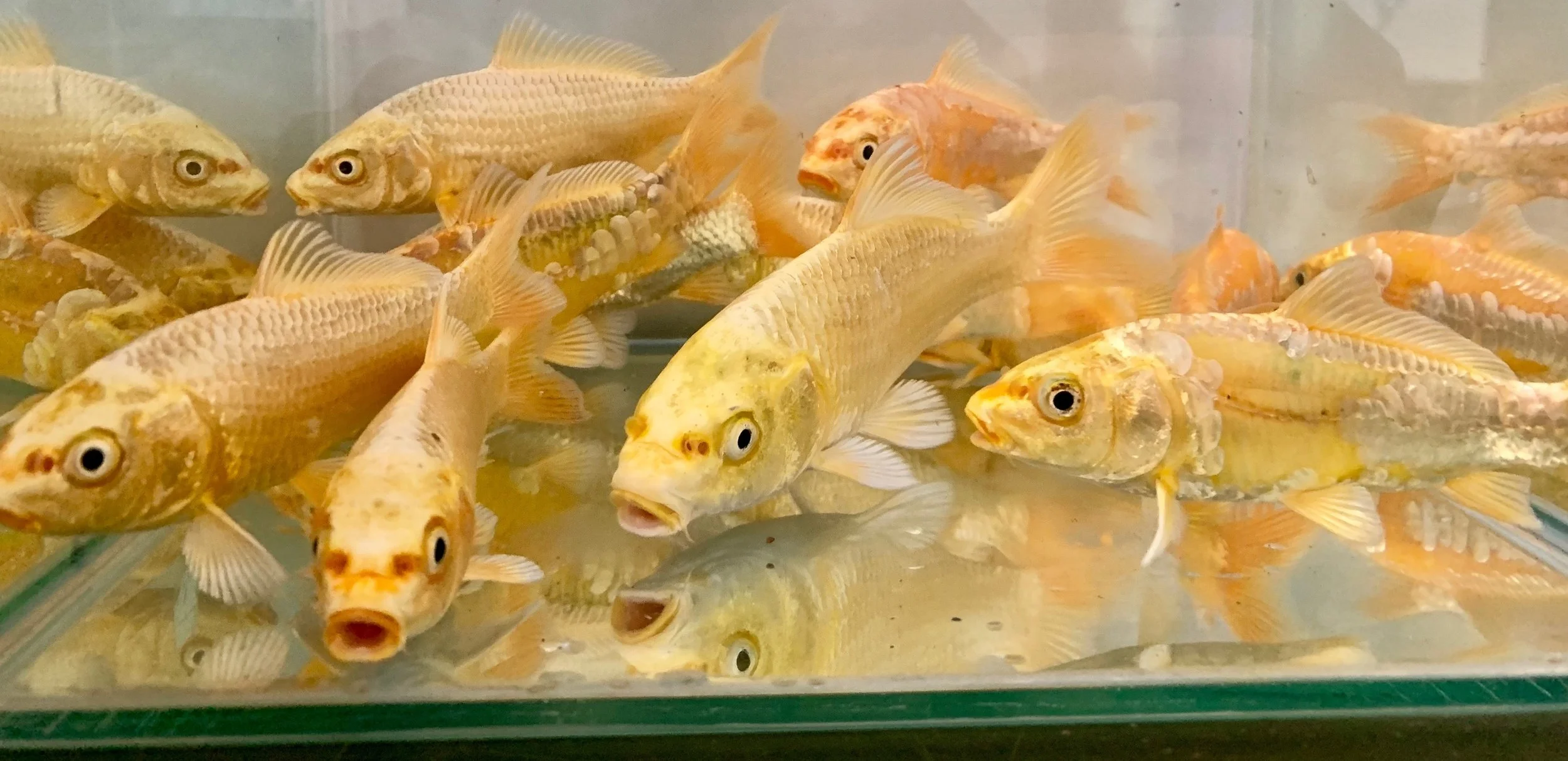 Ogons — Hampshire Carp Hatcheries