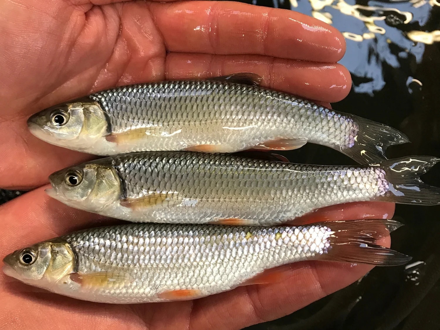 Chub — Hampshire Carp Hatcheries