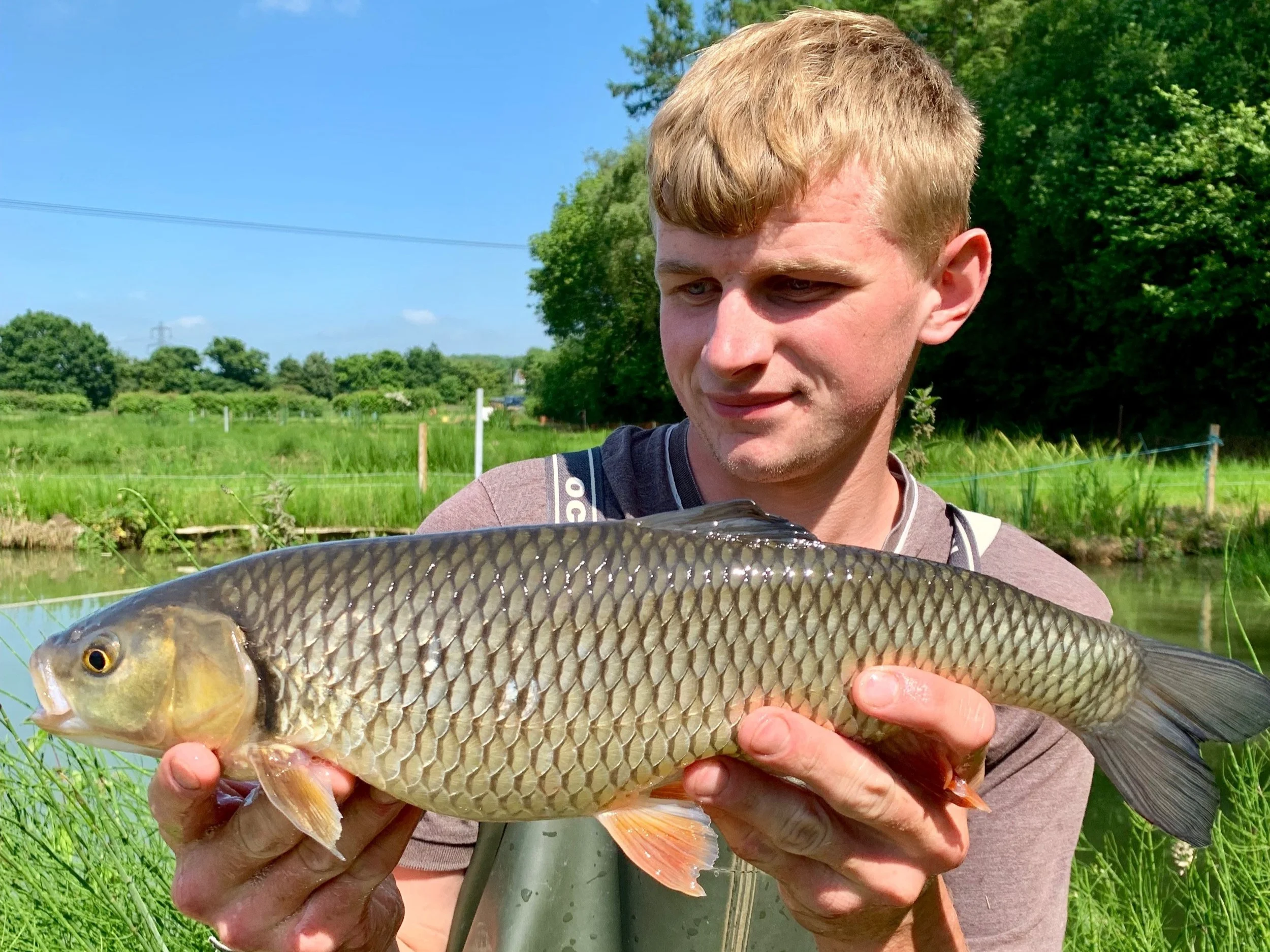 Chub — Hampshire Carp Hatcheries
