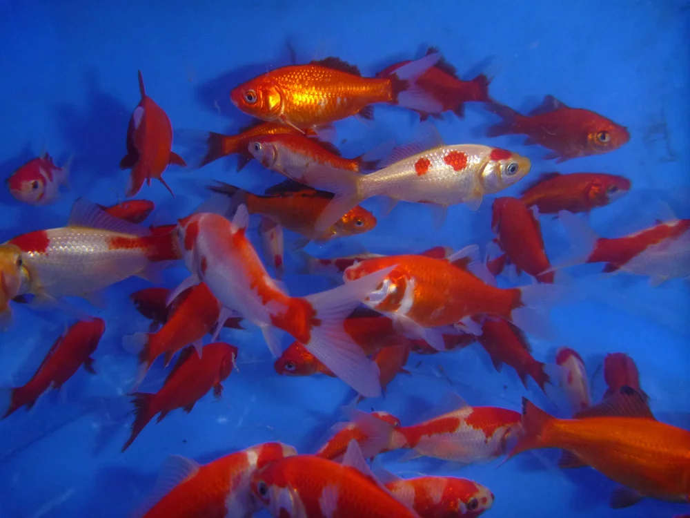 Hampshire Carp Hatcheries - Quality British Fish Farmers