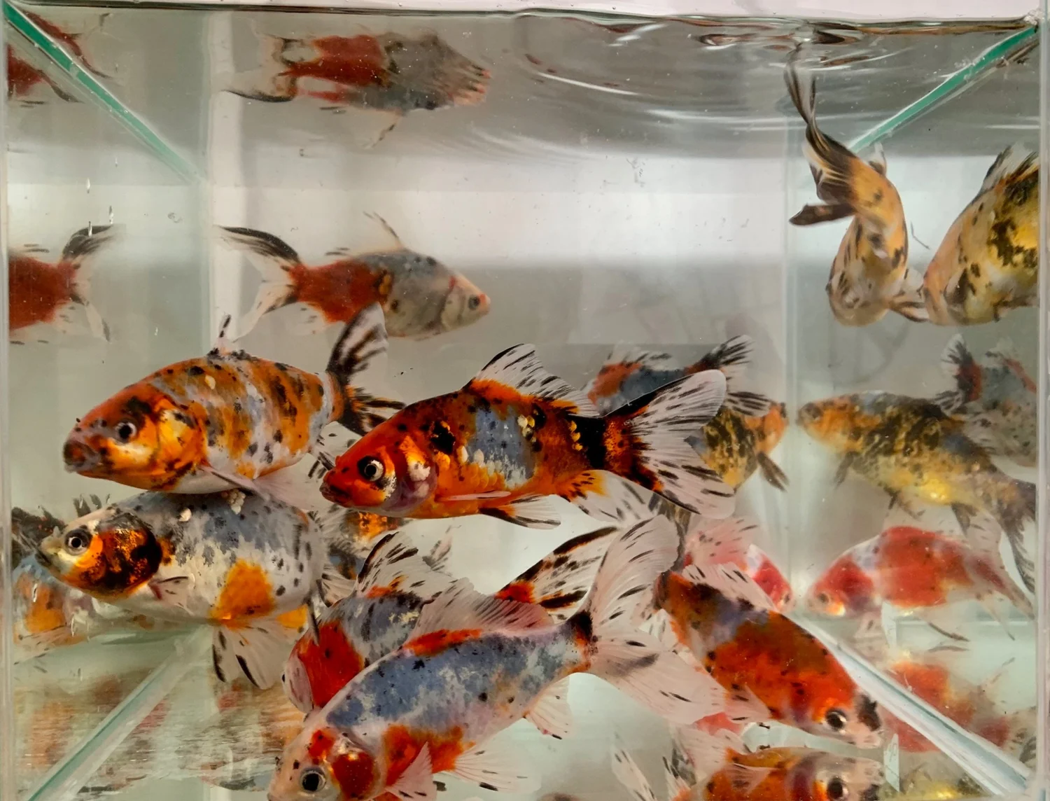 Shubunkins — Hampshire Carp Hatcheries