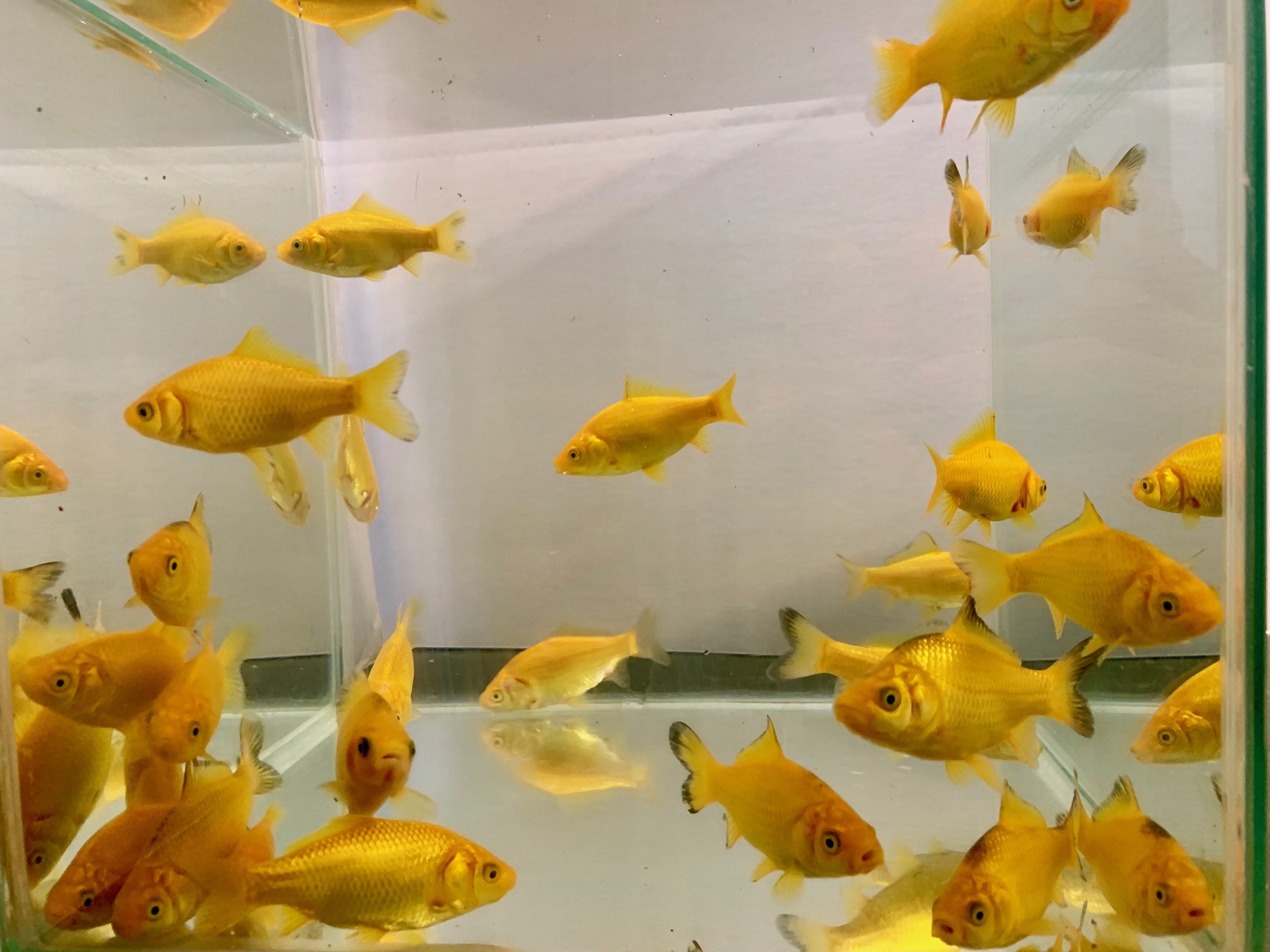 Canary Goldfish — Hampshire Carp Hatcheries