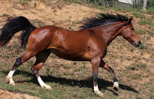 Common Horse Colors — Frontier Life