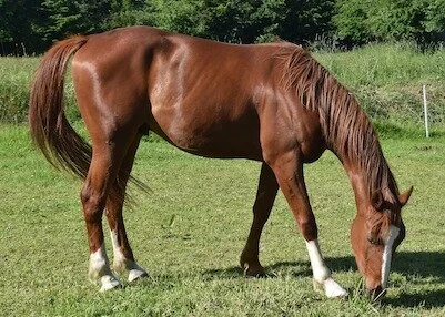 Common Horse Colors — Frontier Life