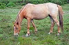 Common Horse Colors — Frontier Life