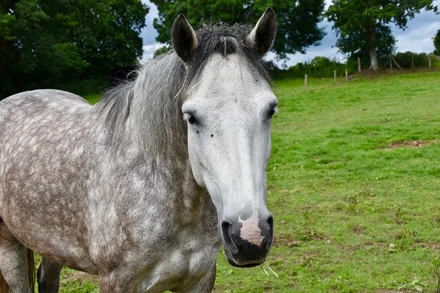Common Horse Colors — Frontier Life