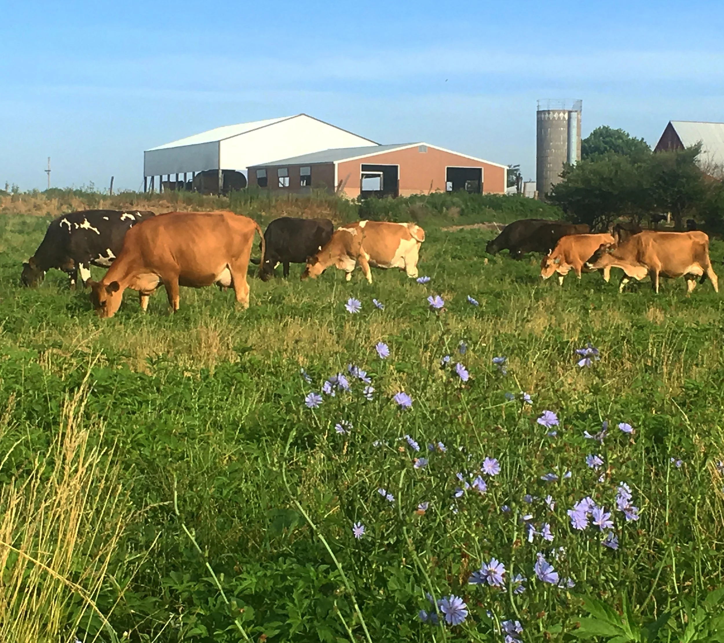 Purchase — Grazing Plains Farm