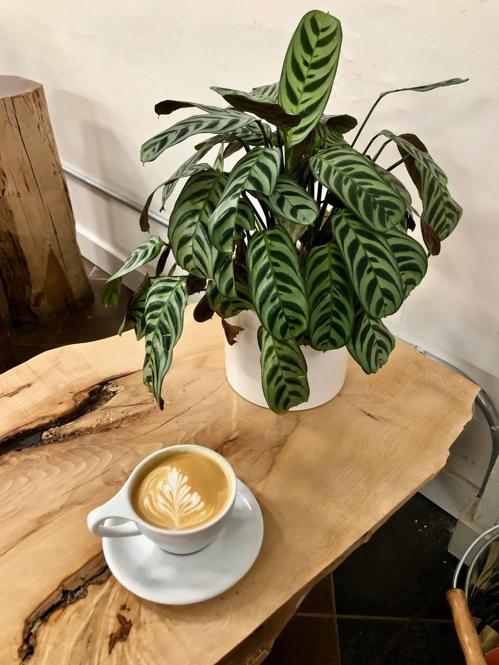 Toronto's Best Hybrid Coffee Shops & Cafés — Sarah Freia