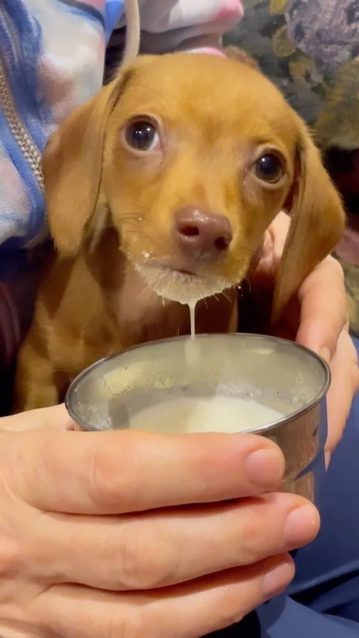 Told & Snaps - Best Gluten Free Smørrebrød in Copehangen — Sarah Freia
