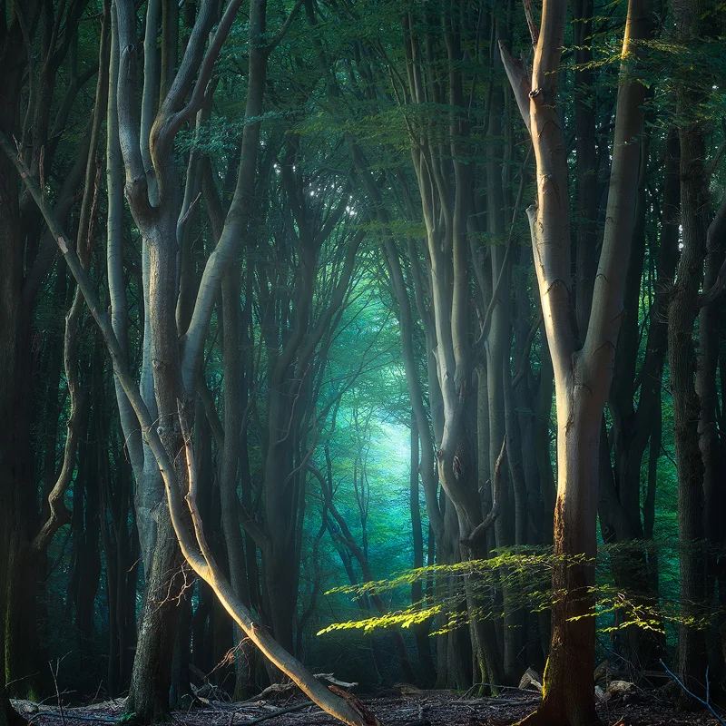 The Dark Forest — Laanscapes