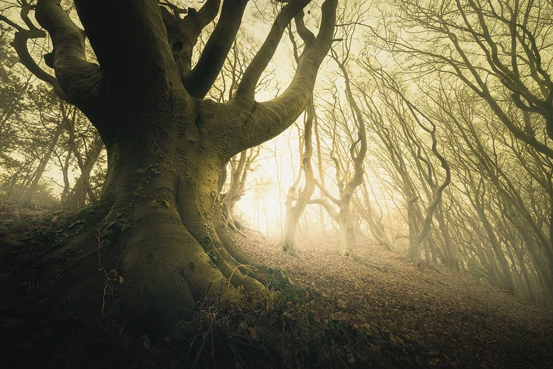 Monumental Trees — Laanscapes