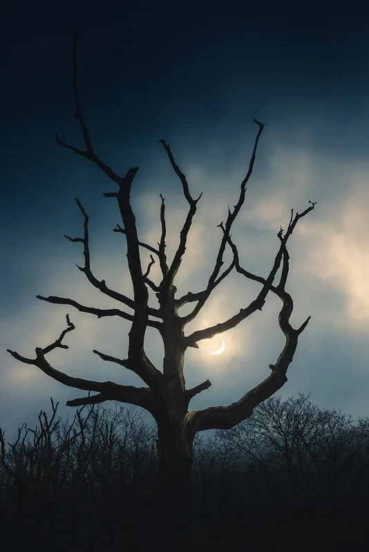 Monumental Trees — Laanscapes