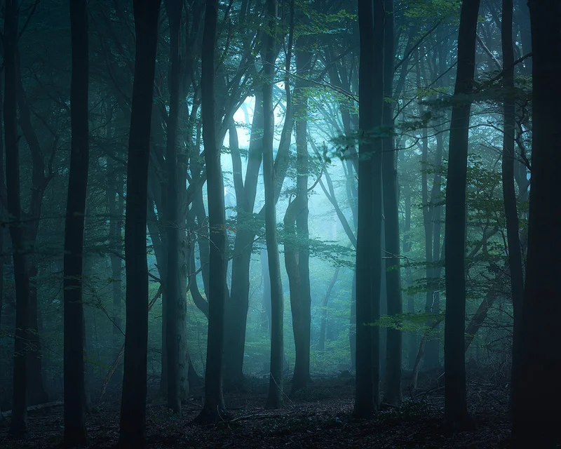 NL (VOL) Workshop Bosfotografie - Speulderbos Optie 2 — Laanscapes