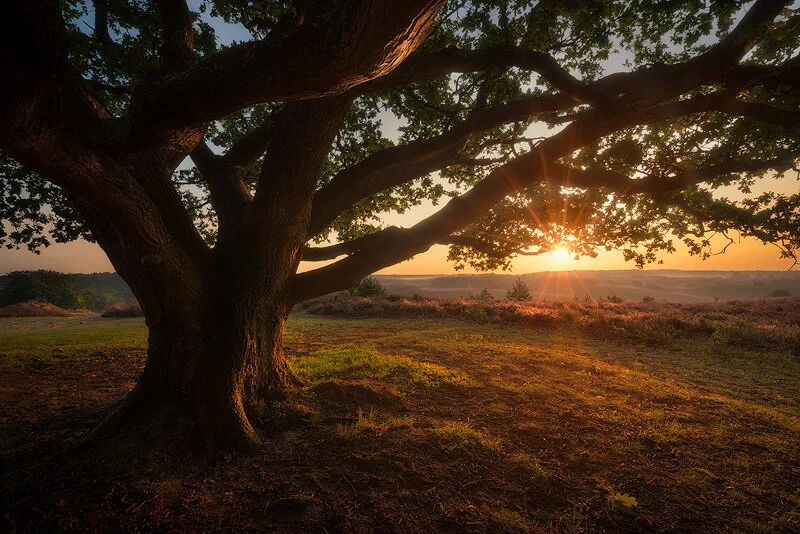 Monumental Trees — Laanscapes