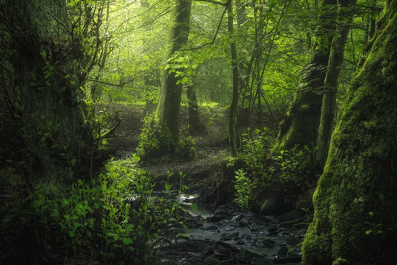 The Dark Forest — Laanscapes