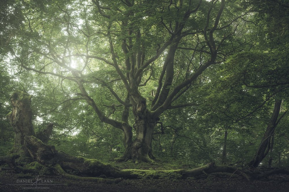 The Dark Forest — Laanscapes