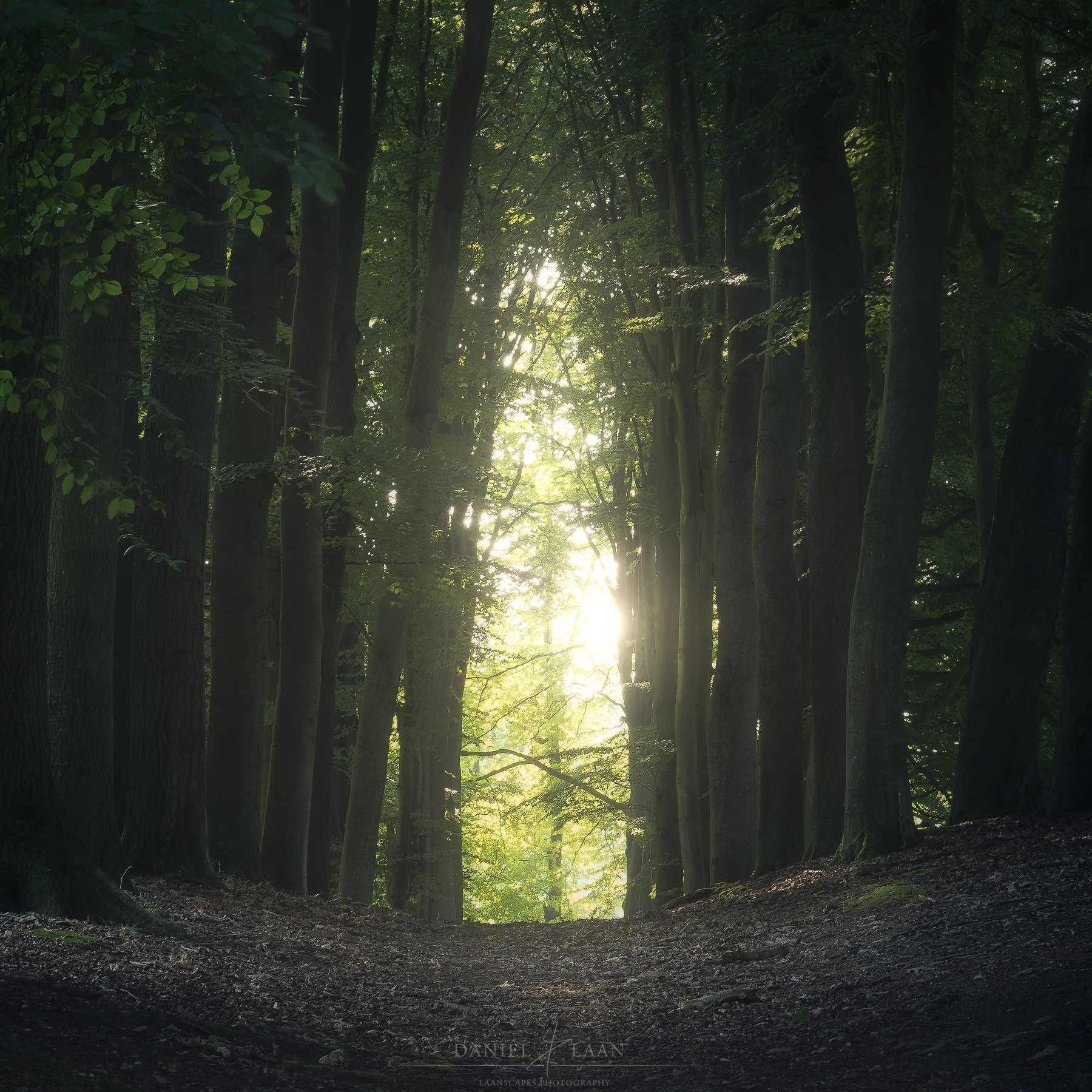 The Dark Forest — Laanscapes