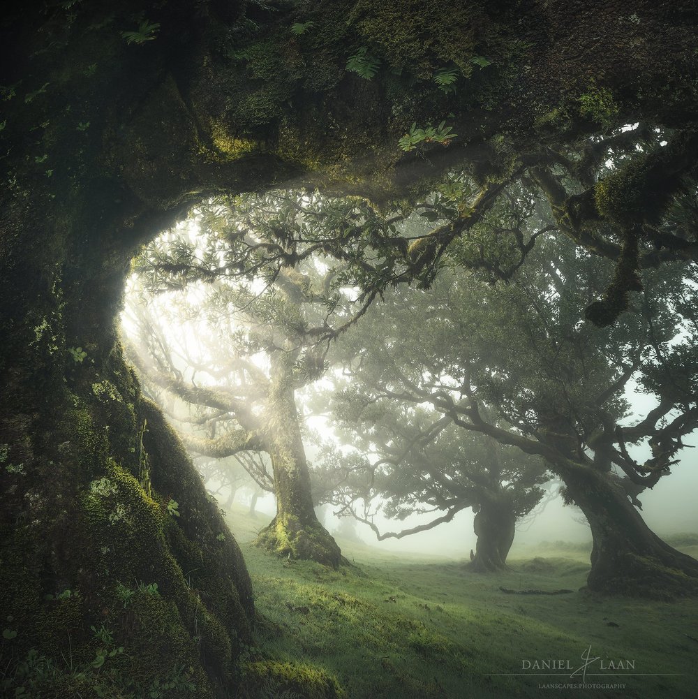 The Dark Forest — Laanscapes