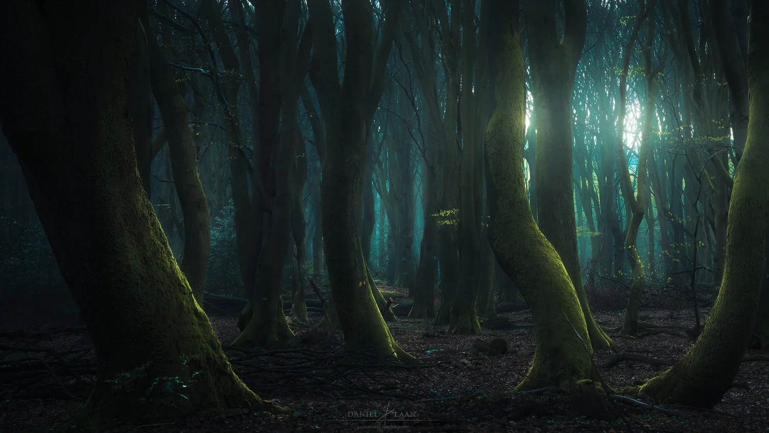 The Dark Forest — Laanscapes