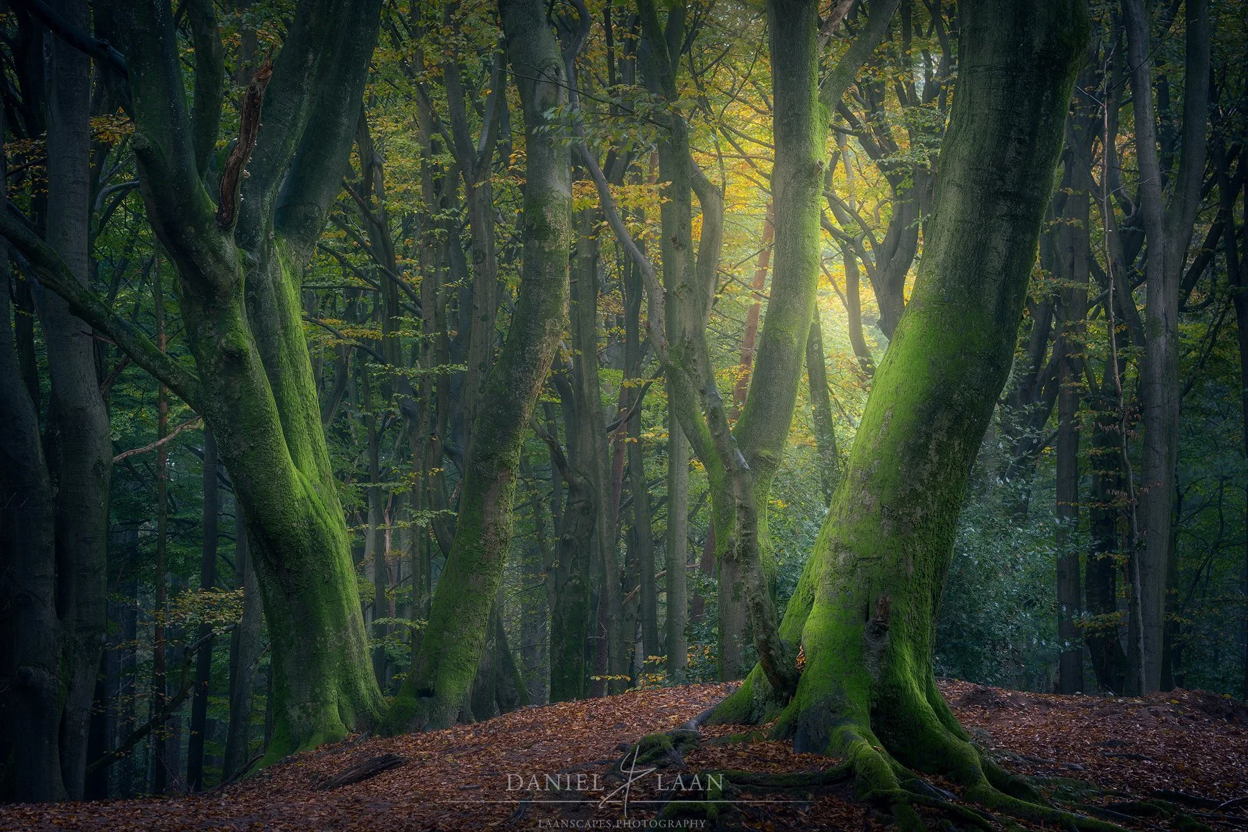 The Dark Forest — Laanscapes