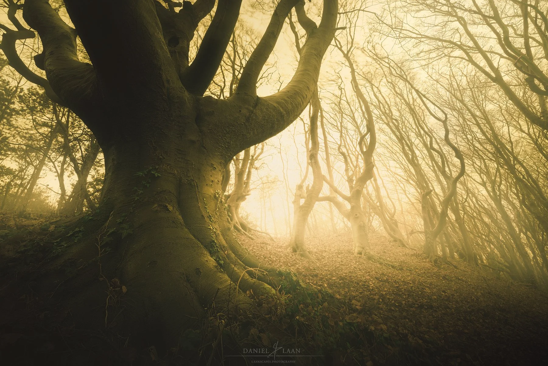 Monumental Trees — Laanscapes