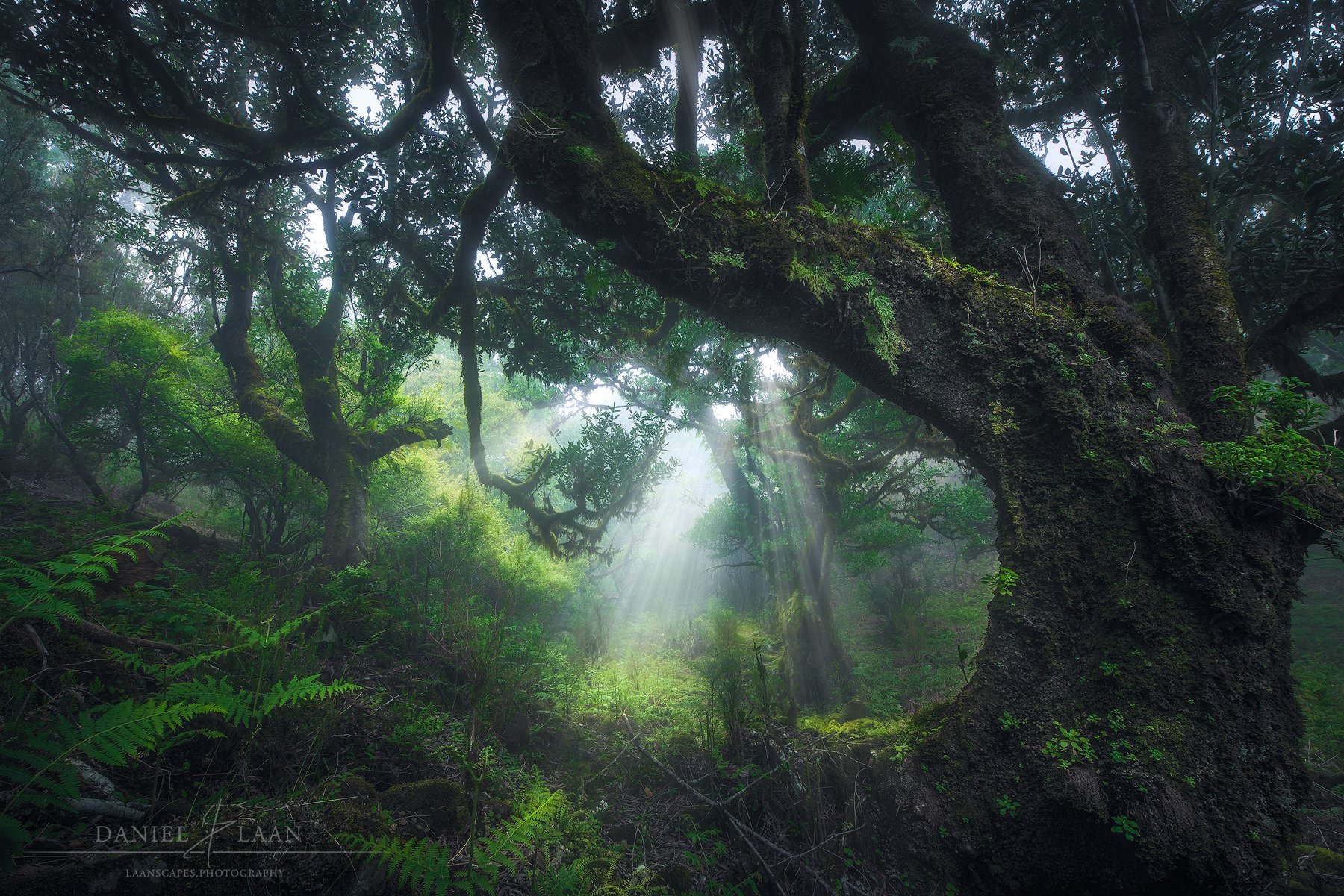 The Dark Forest — Laanscapes