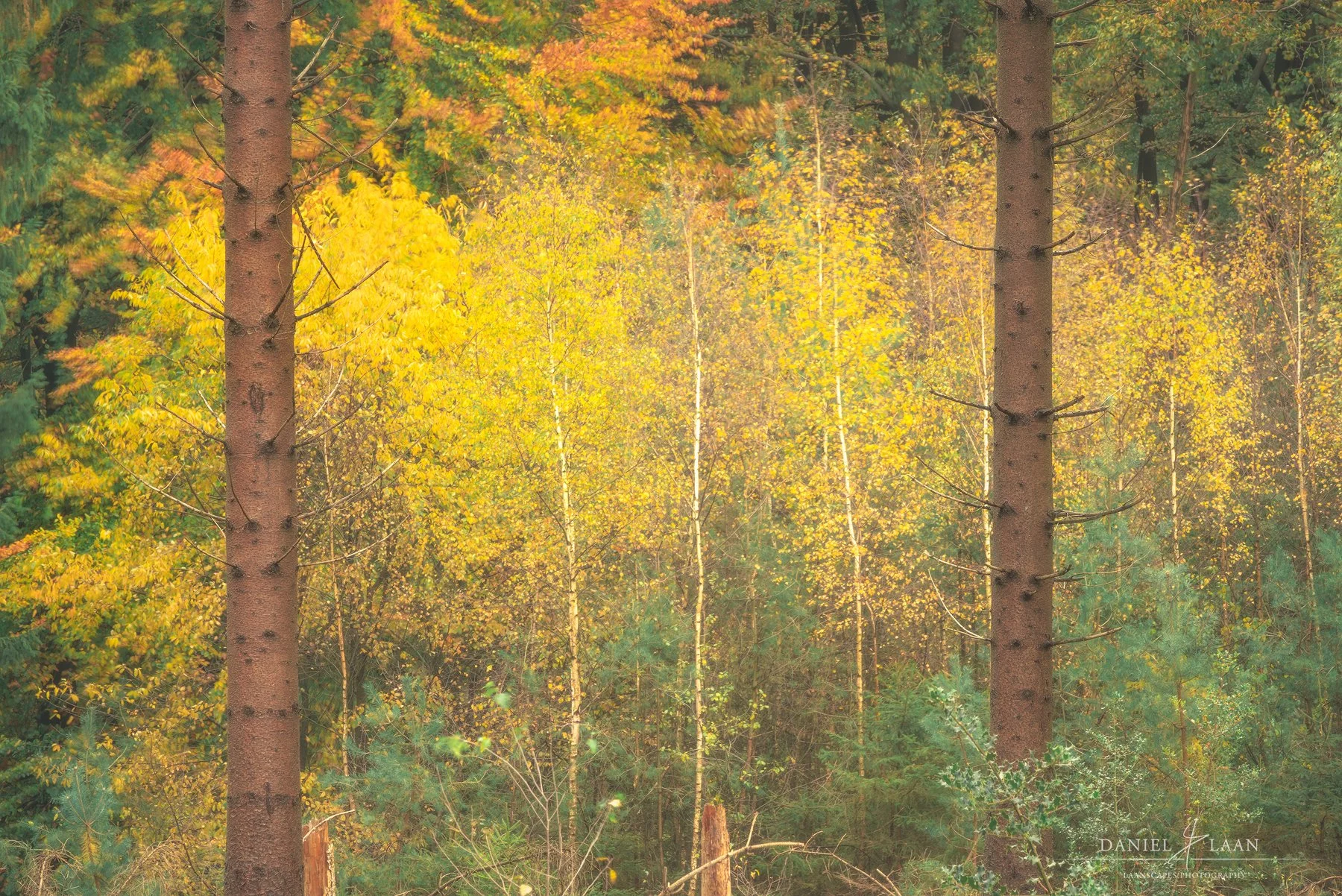 The Dark Forest — Laanscapes