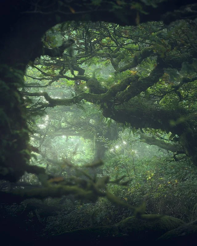 The Dark Forest — Laanscapes