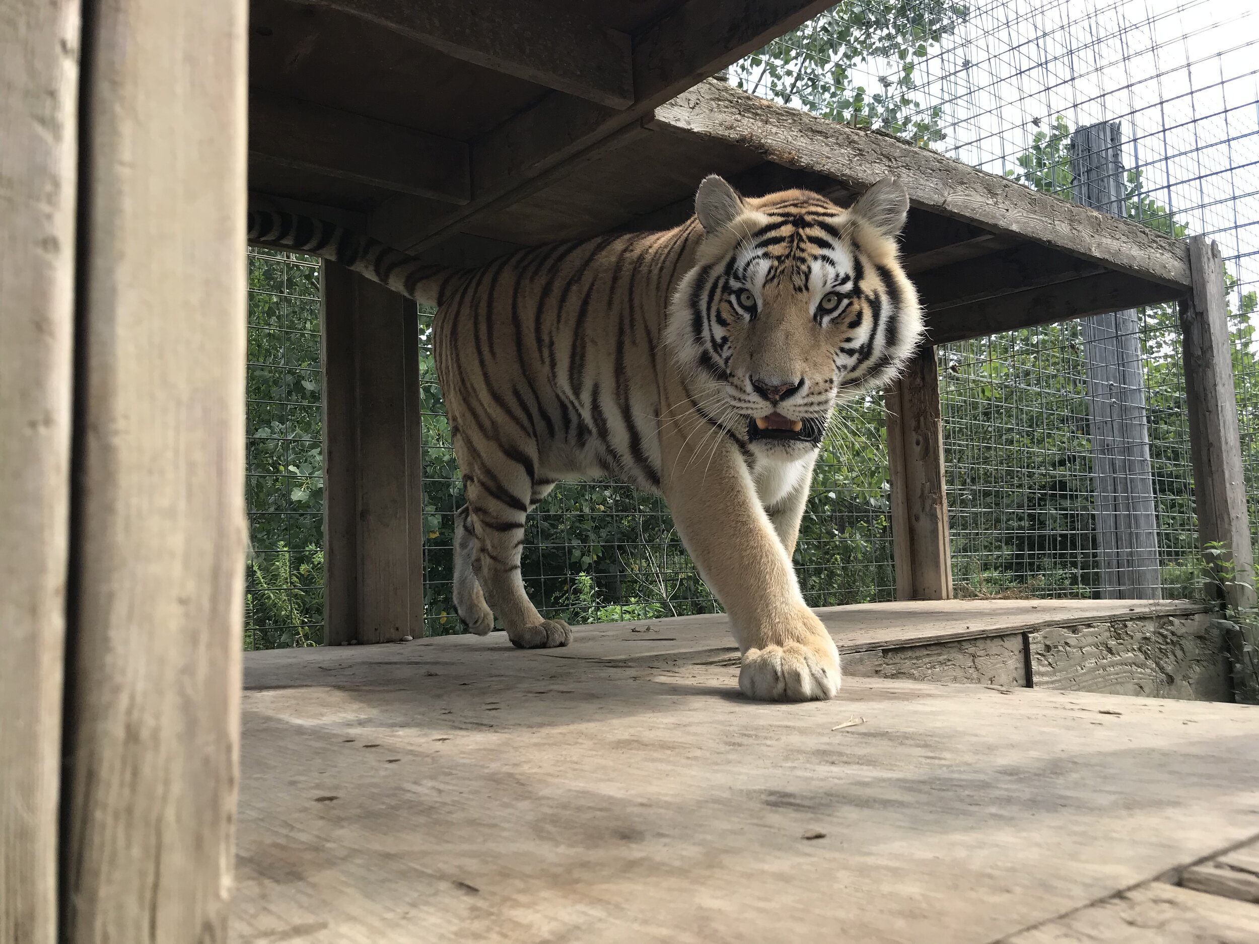 Our Rescues — Exotic Feline Rescue Center