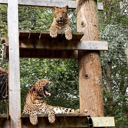 Rodney — Exotic Feline Rescue Center