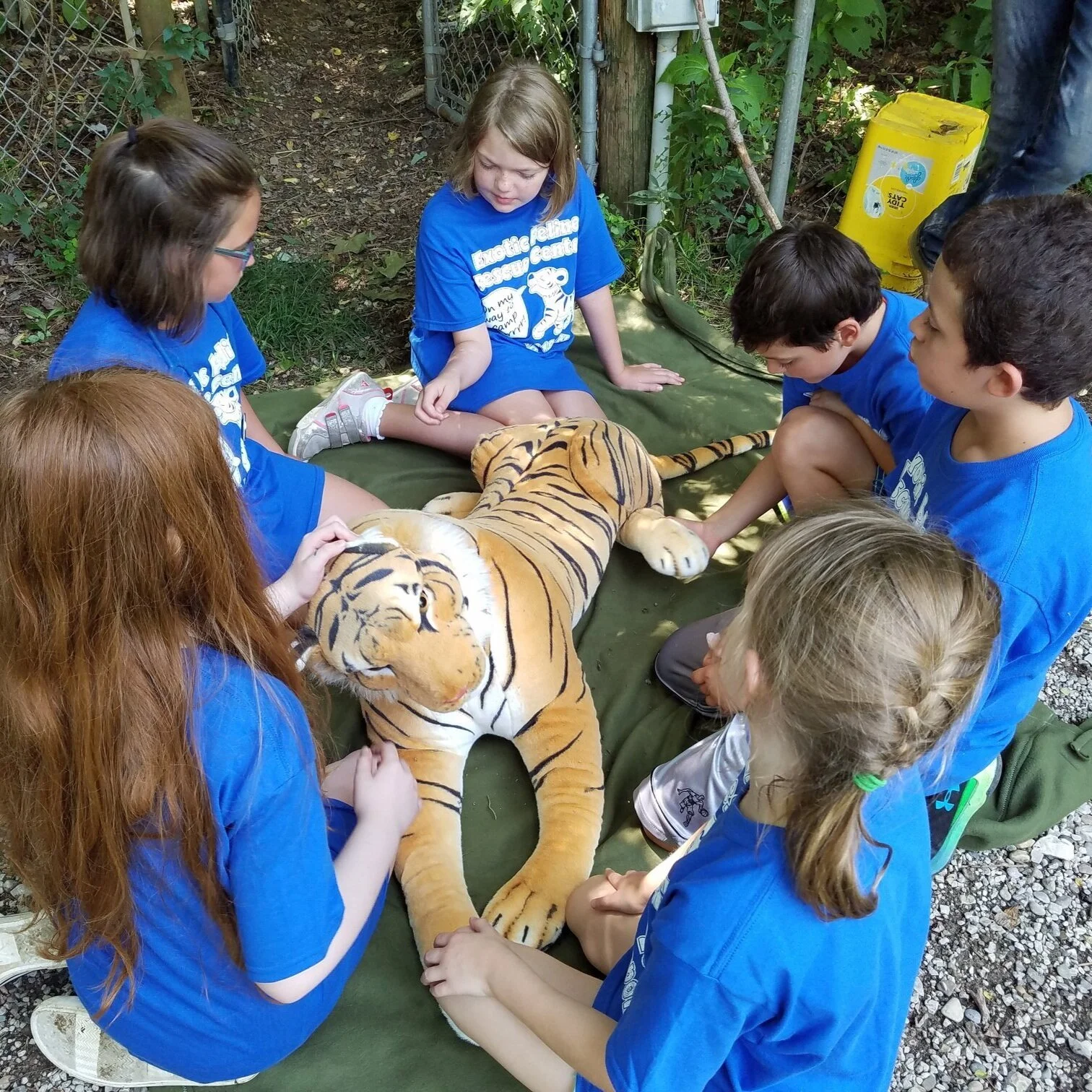 Camp Roar — Exotic Feline Rescue Center