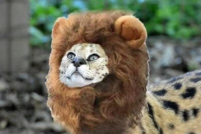 Cleo — Exotic Feline Rescue Center