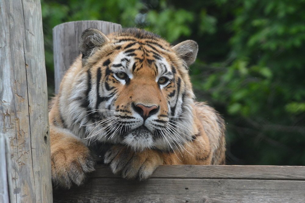 Plan Your Visit — Exotic Feline Rescue Center