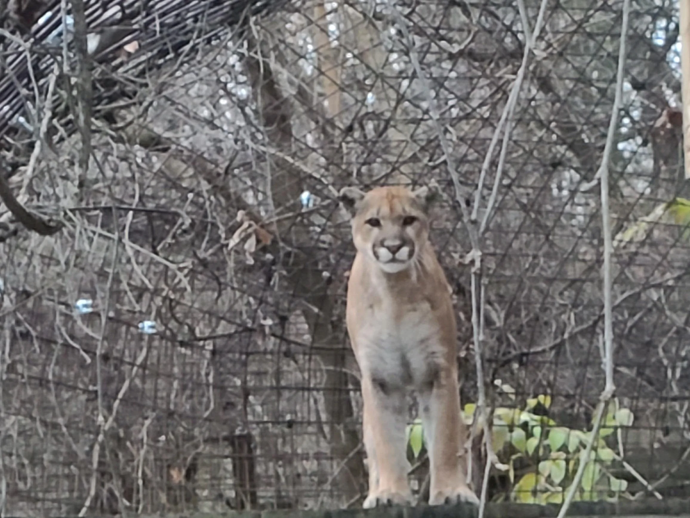Capone — Exotic Feline Rescue Center