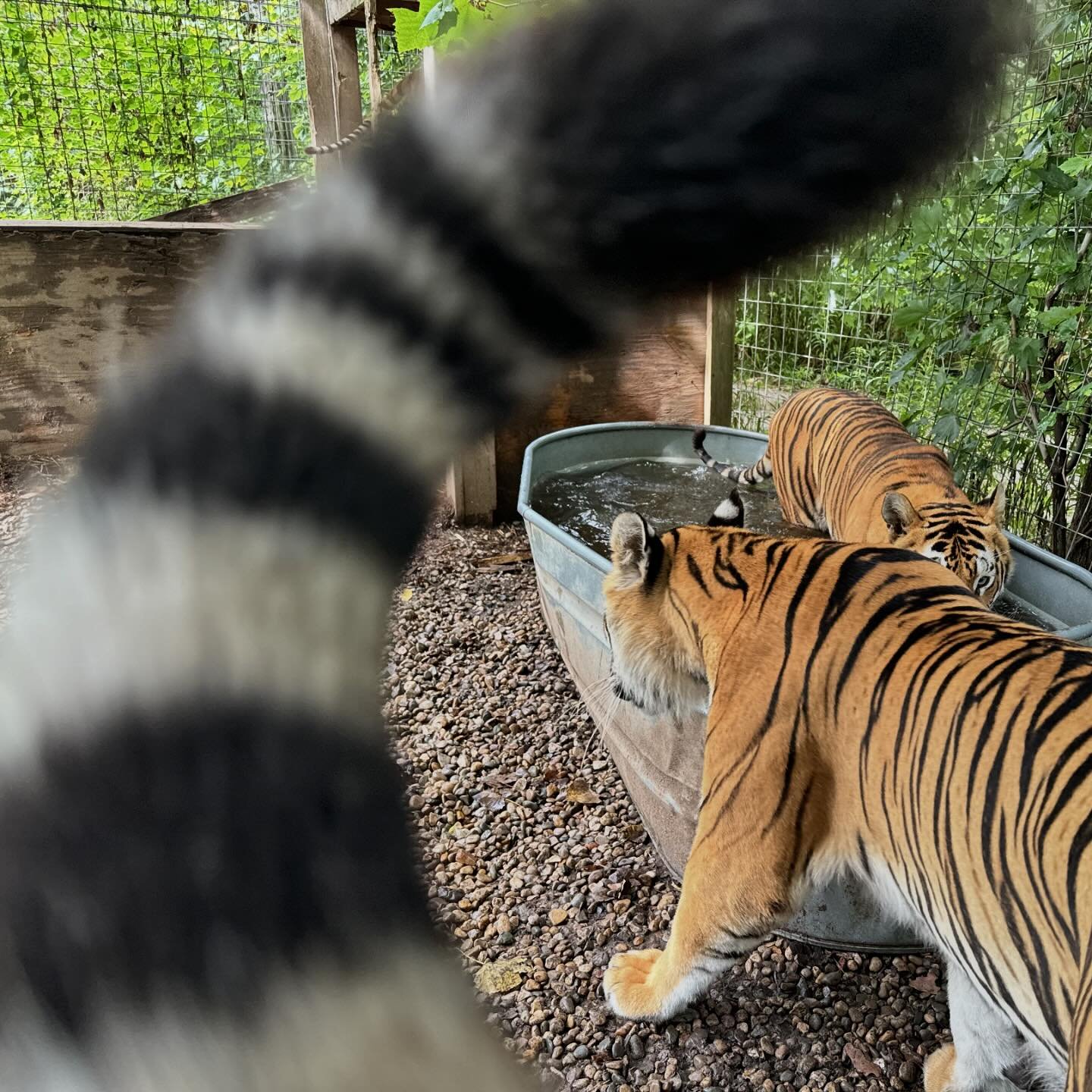 Exotic Feline Rescue Center