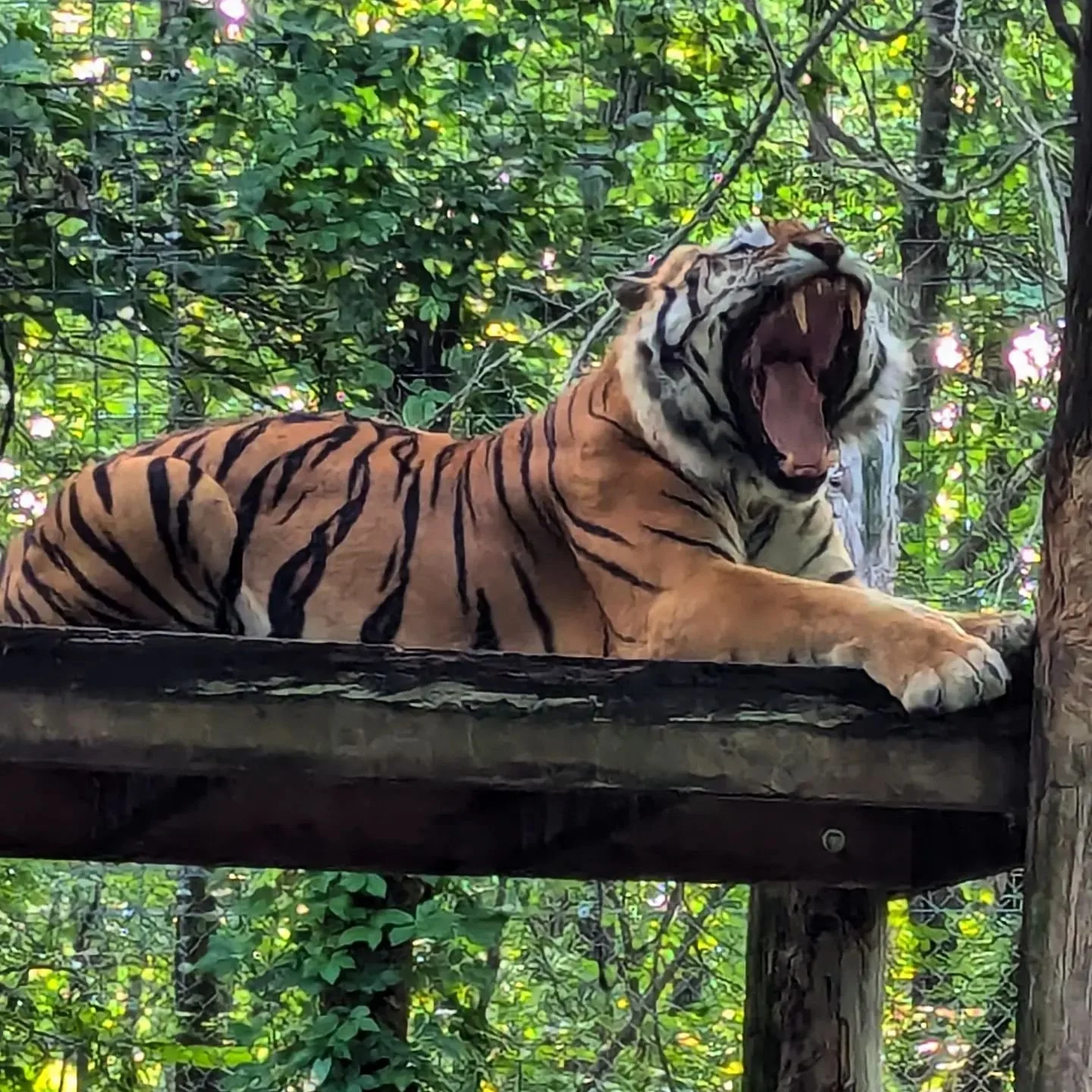 Exotic Feline Rescue Center