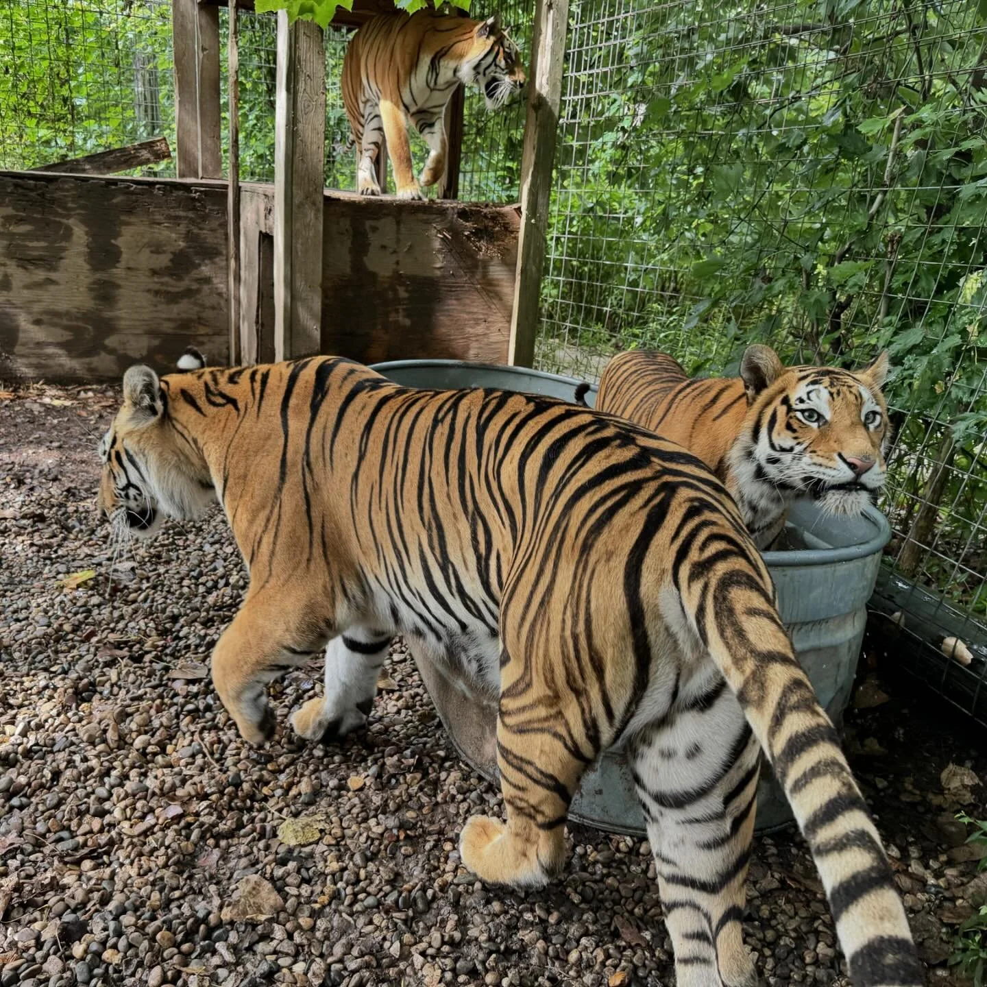 Exotic Feline Rescue Center