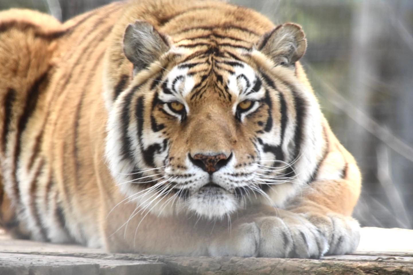 Exotic Feline Rescue Center