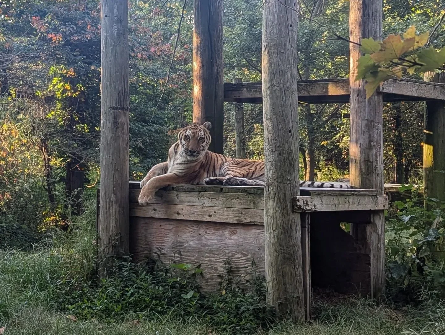 Exotic Feline Rescue Center