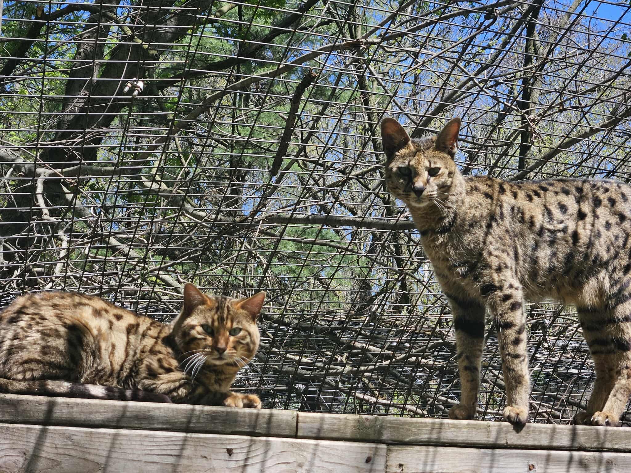 Vigo — Exotic Feline Rescue Center