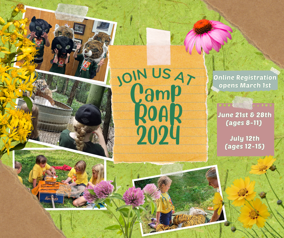 Camp Roar I (8-11 Year Olds) June 28th — Exotic Feline Rescue Center